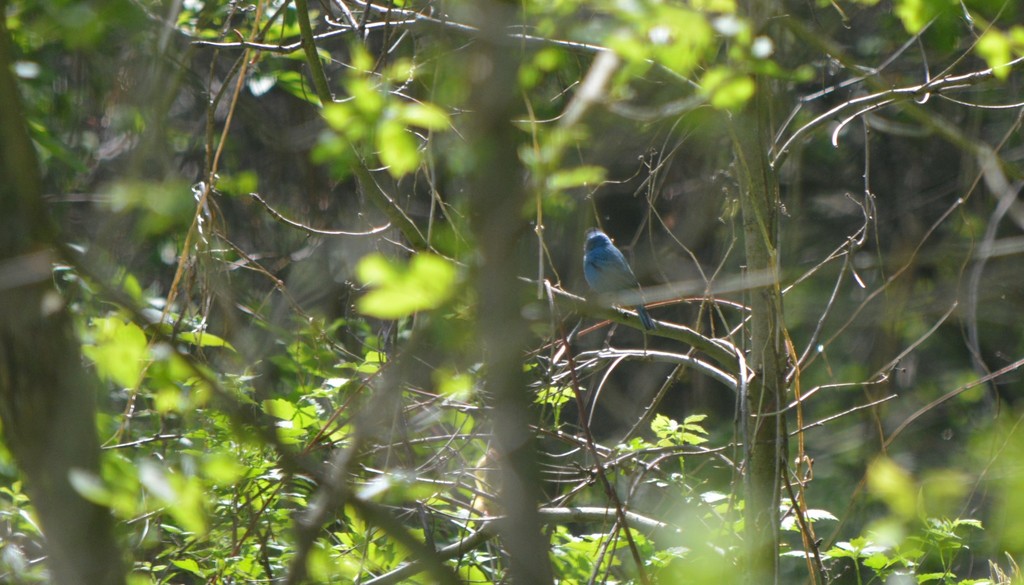 Indigo Bunting from Lafayette County, WI, USA on May 19, 2019 at 03:06 ...