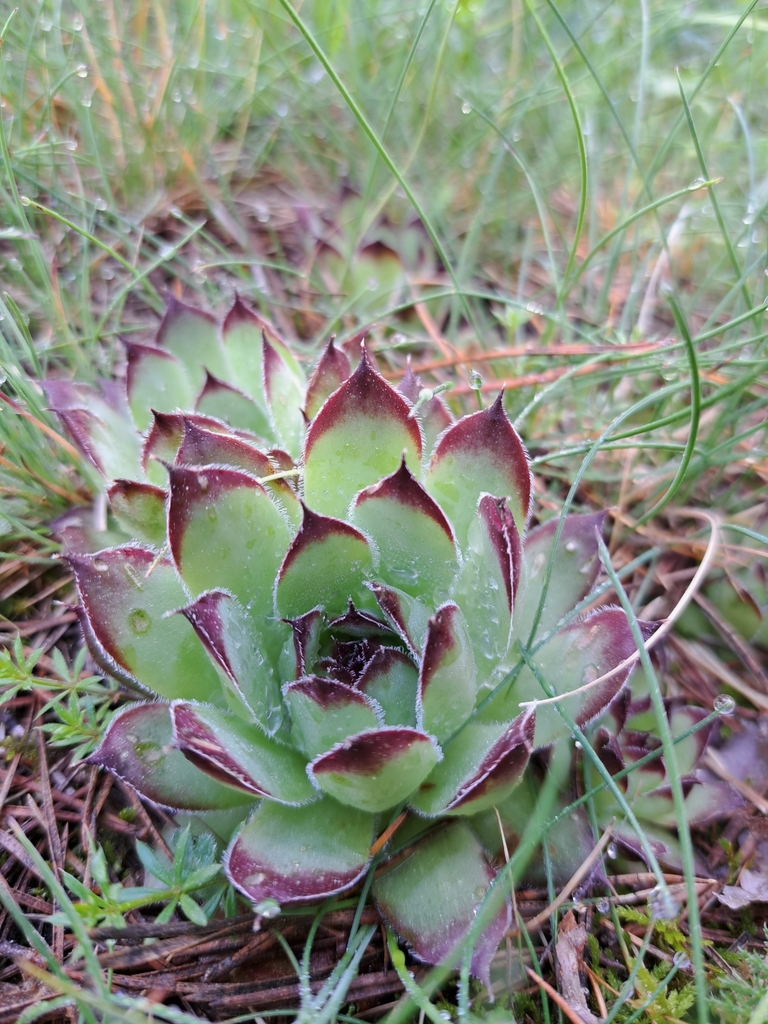Houseleek from 12020 Sampeyre CN, Italia on June 16, 2024 at 12:28 PM ...