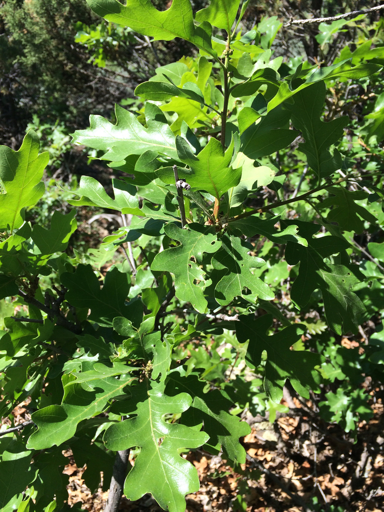 Gambel Oak from Garfield County, US-CO, US on June 08, 2016 at 10:55 AM ...
