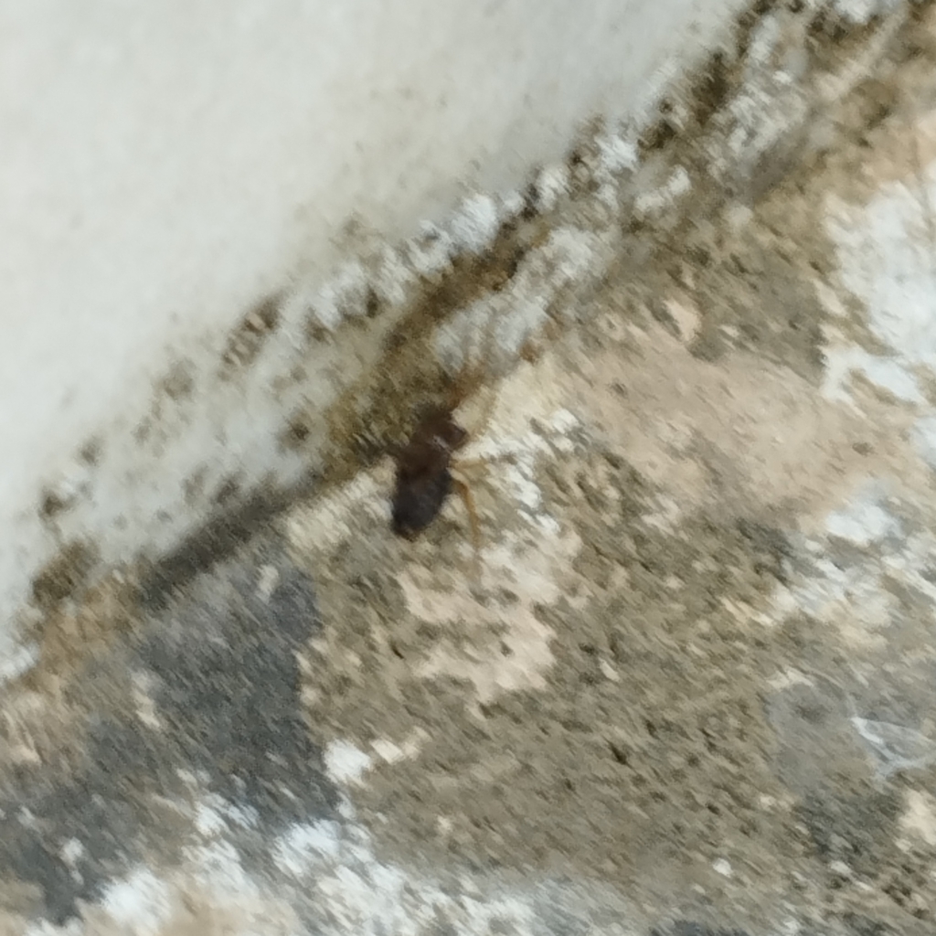 Sneak Spider from Güneykent, 72040 Batman Merkez/Batman, Türkiye on ...