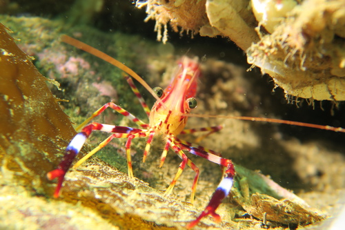 Genus Campylonotus · iNaturalist