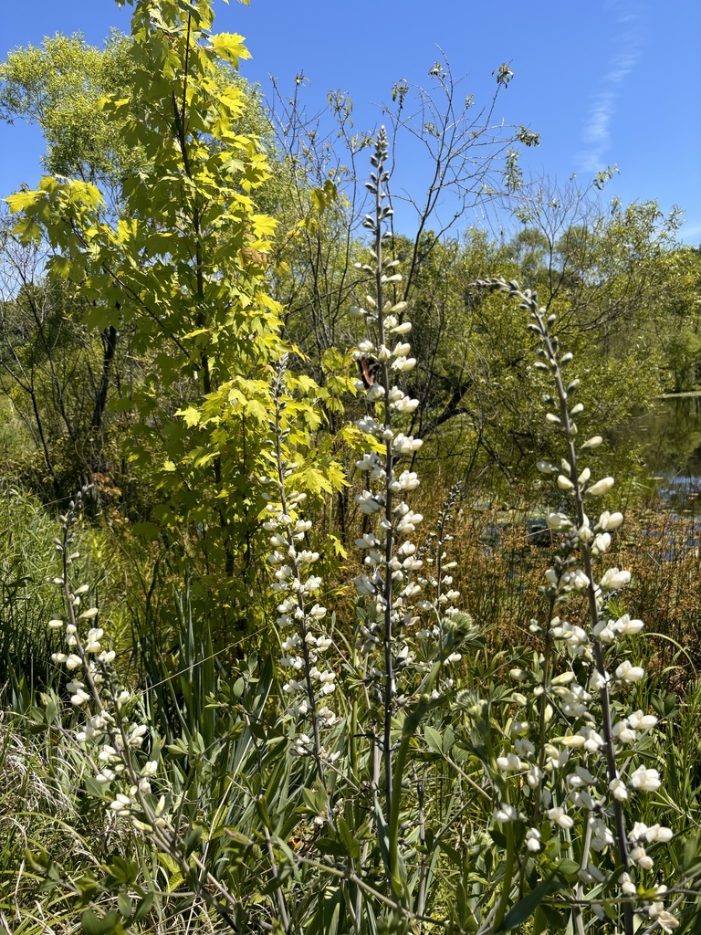 wild indigos from Gorman Nature Center, Mansfield, OH, US on June 16 ...