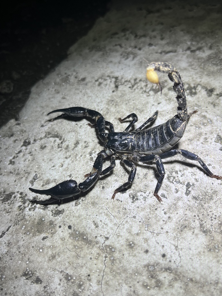 Giant Blue Scorpion from Jalan Kuala Lumpur - Bentong, Bentong, 彭亨州, MY ...