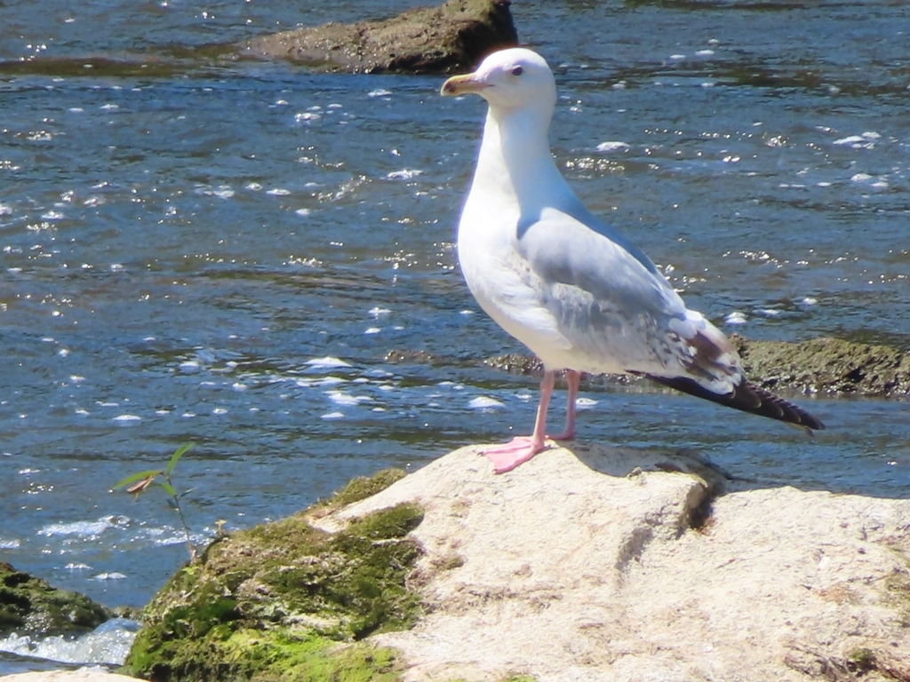 Herring Gull from South Bruce Peninsula, ON N0H, Canada on June 16 ...