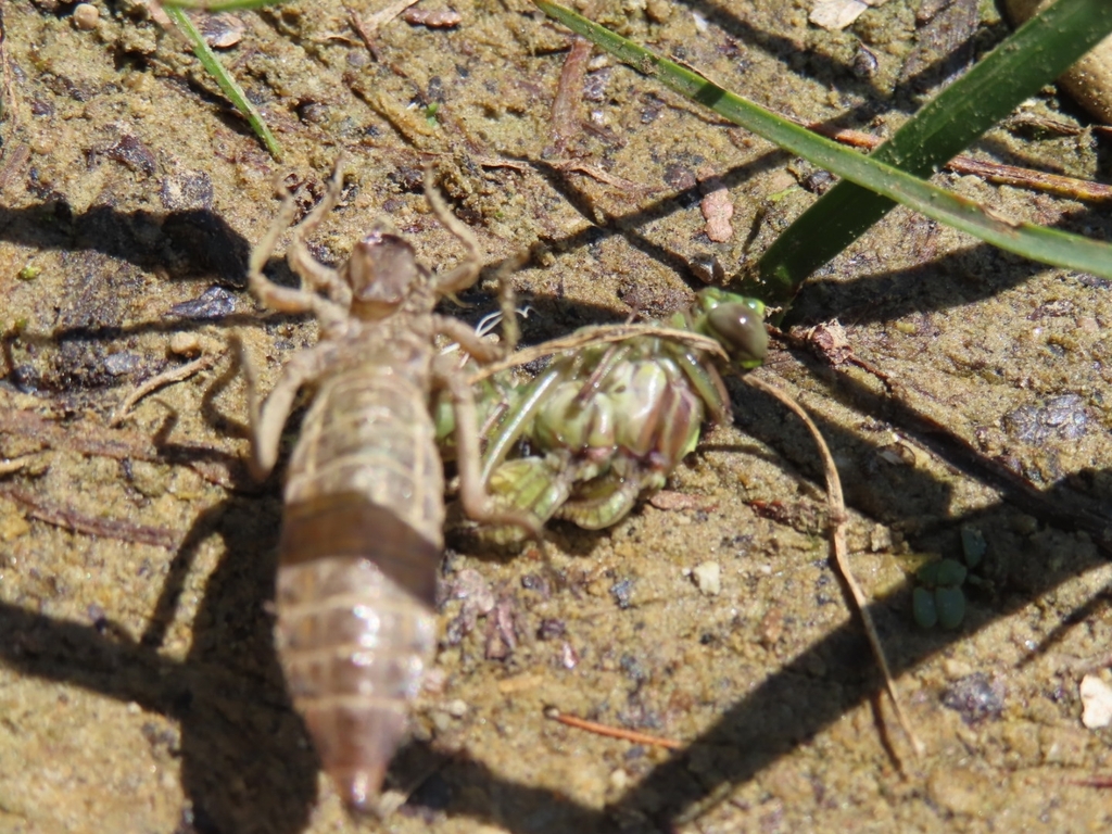 Zebra Clubtail from South Bruce Peninsula, ON N0H, Canada on June 16 ...