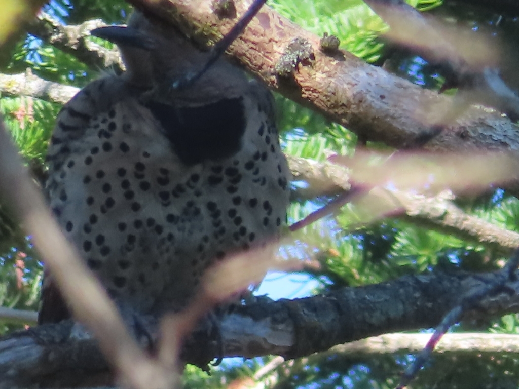 Northern Flicker from Port Elgin, ON N0H 2C4, Canada on June 15, 2024 ...