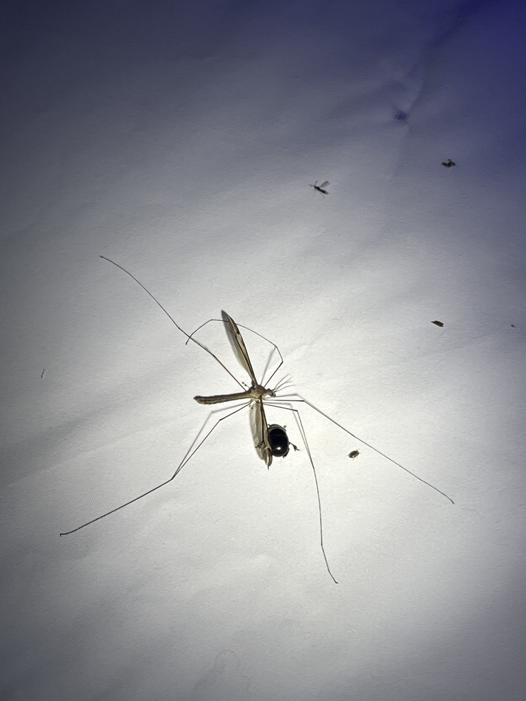 Common Crane Flies from Plano, TX, US on June 15, 2024 at 09:21 PM by ...
