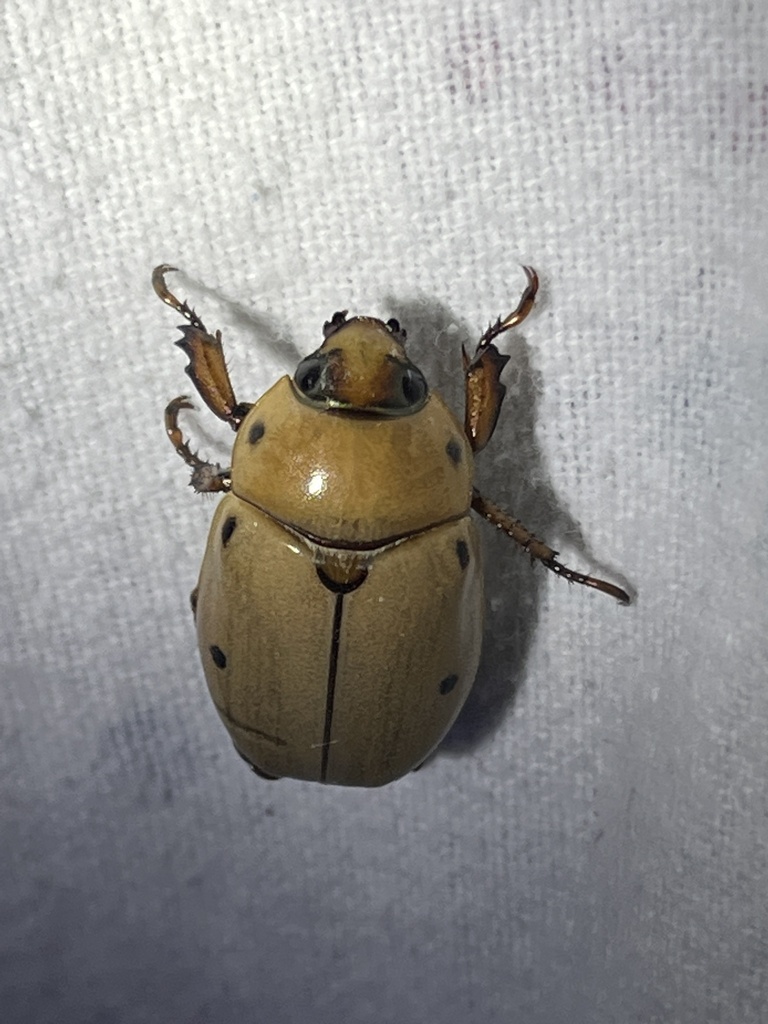 Grapevine Beetle from Plano, TX, US on June 15, 2024 at 10:42 PM by ...