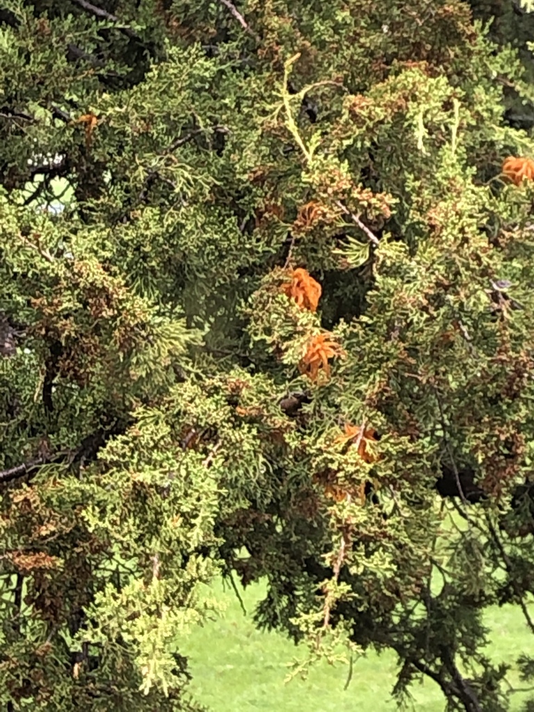 juniper-apple rust from 68971, Republican City, NE, US on May 21, 2019 ...