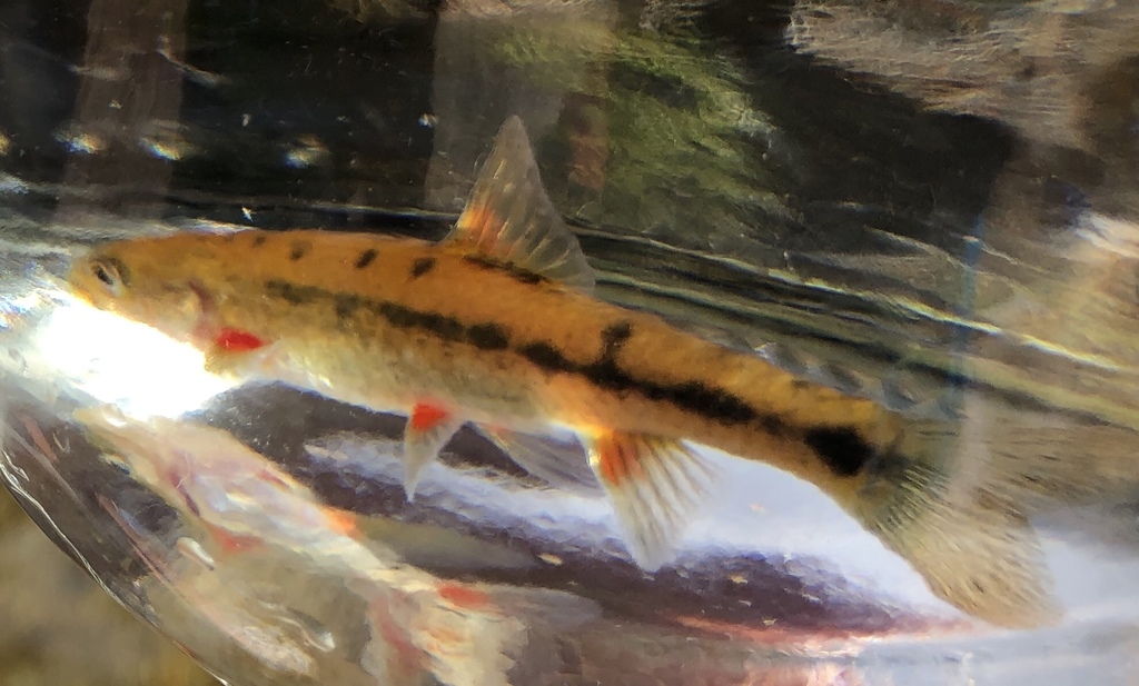 Barrydale Redfin from 6858, , WC, ZA on May 19, 2019 at 12:07 PM by ...