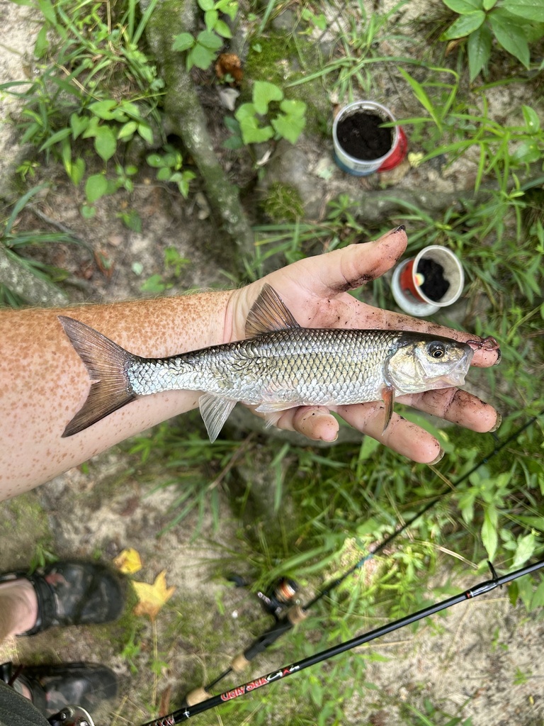 Fallfish from Drapers Mill Rd, Greensboro, MD, US on June 16, 2024 at ...