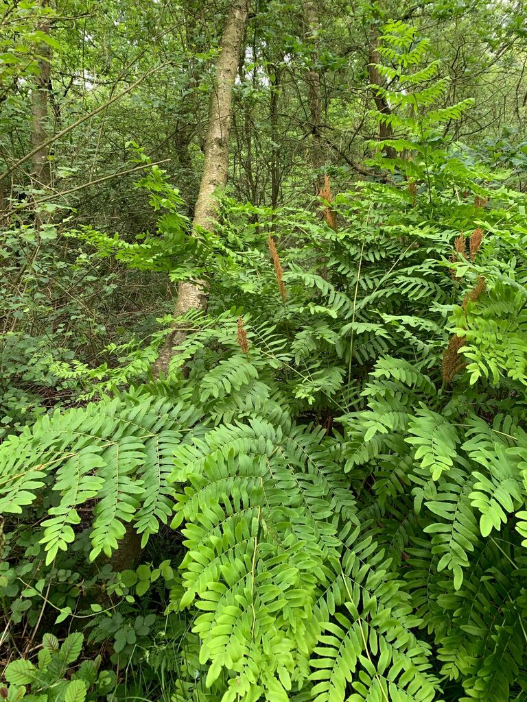 European royal fern from York, UK on June 11, 2024 at 03:53 PM by Ruth ...