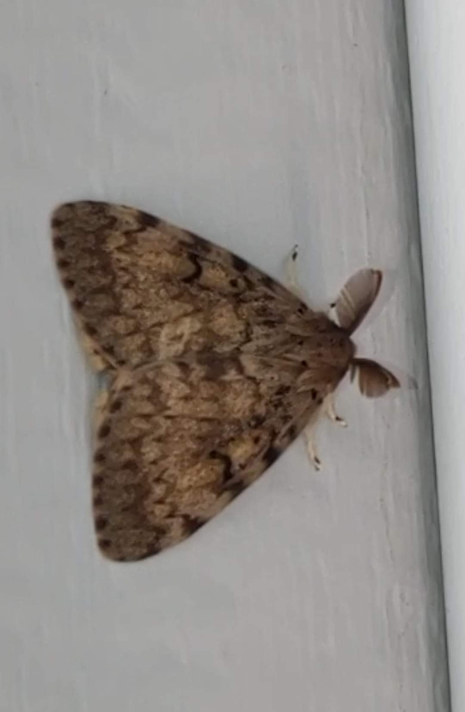 Spongy Moth from Jordan, NY 13080, USA on July 1, 2023 at 11:34 AM by ...