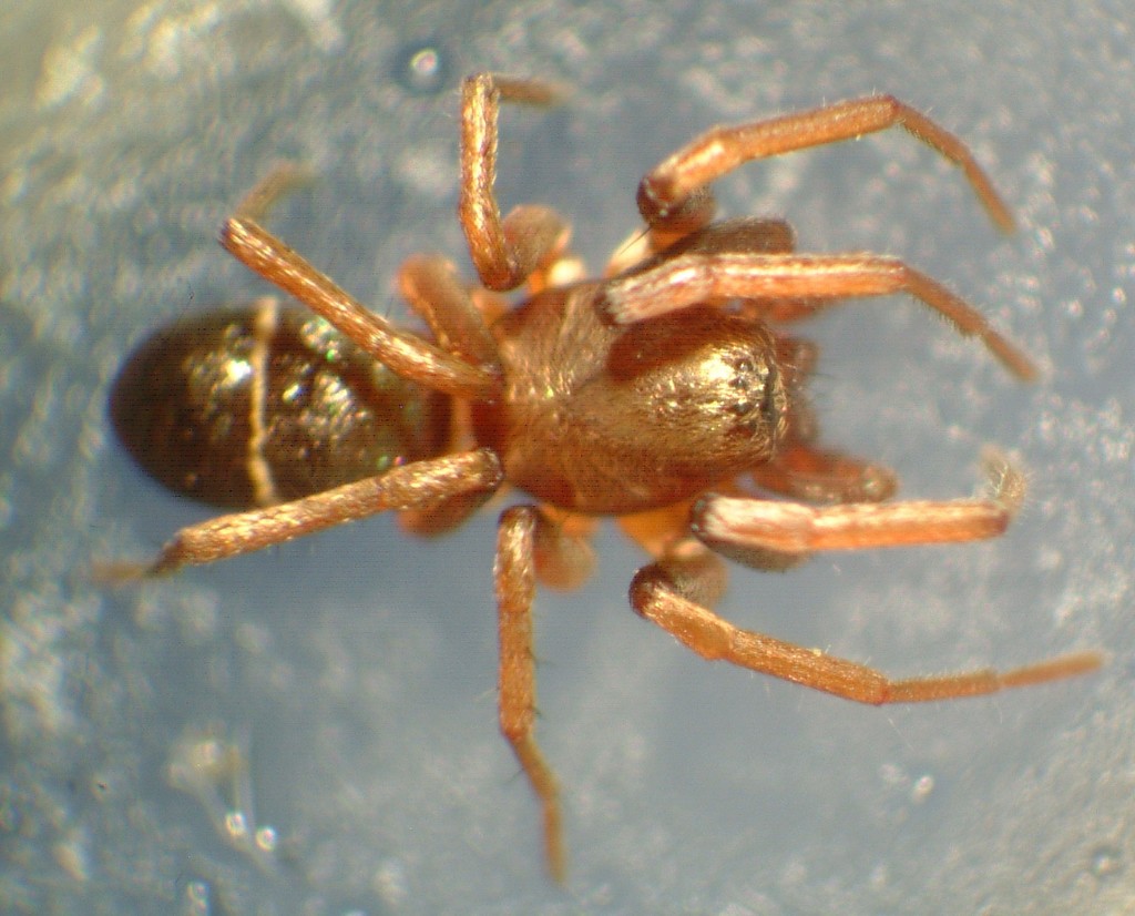 Glossy Ant-spider from O. A. Vee WMA on May 16, 2019 by cheins1. Male ...