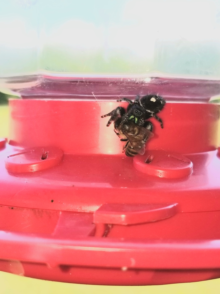 Bold Jumping Spider from Knollwood, TX 75092, USA on May 29, 2021 at 02 ...