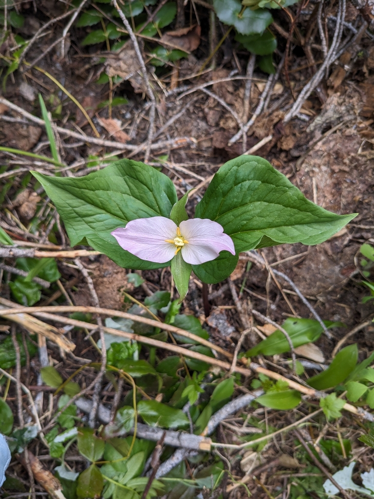 Callipetalon from Leavenworth on May 26, 2024 at 02:49 PM by Hannah ...