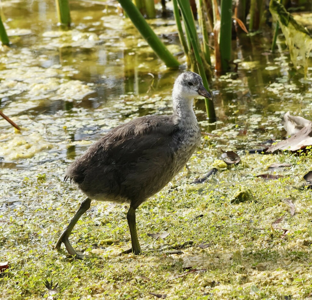 American Coot from San Diego County, CA, USA on June 16, 2024 at 08:29 ...