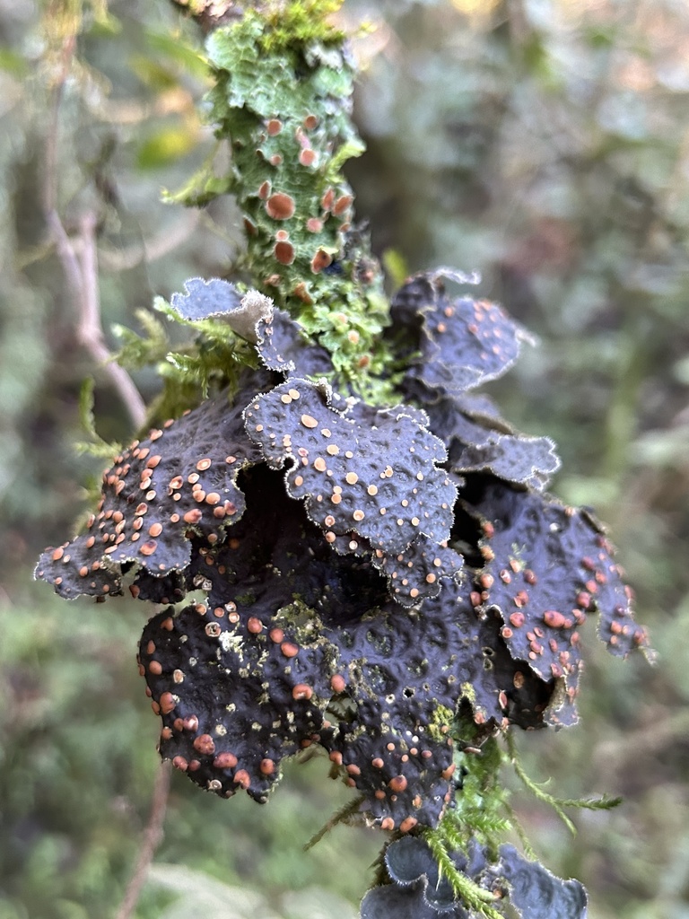 Lobariaceae from Garzón, Maldonado, UY on May 20, 2024 at 02:58 PM by ...