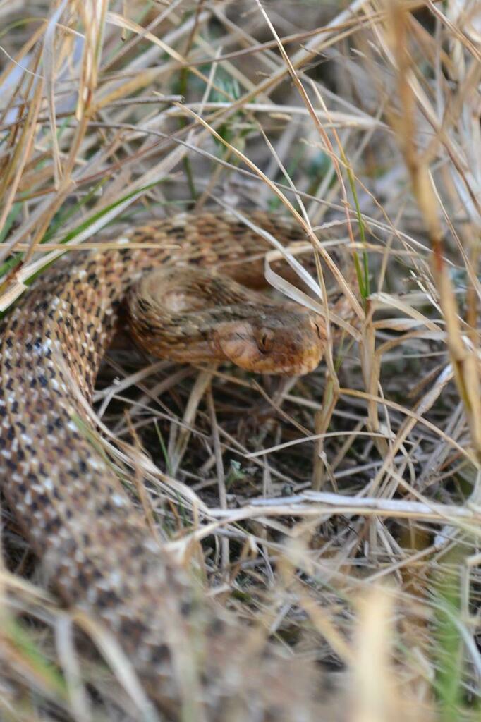 Keeled Sepia Snake from Mercedes, Corrientes, Argentina on August 21 ...