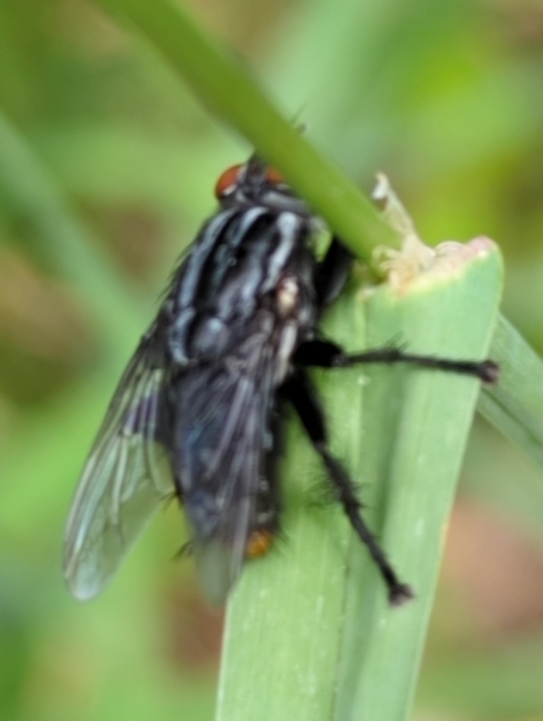 Flies from Blue Lake Township, MI on June 16, 2024 by Isaac J. White ...