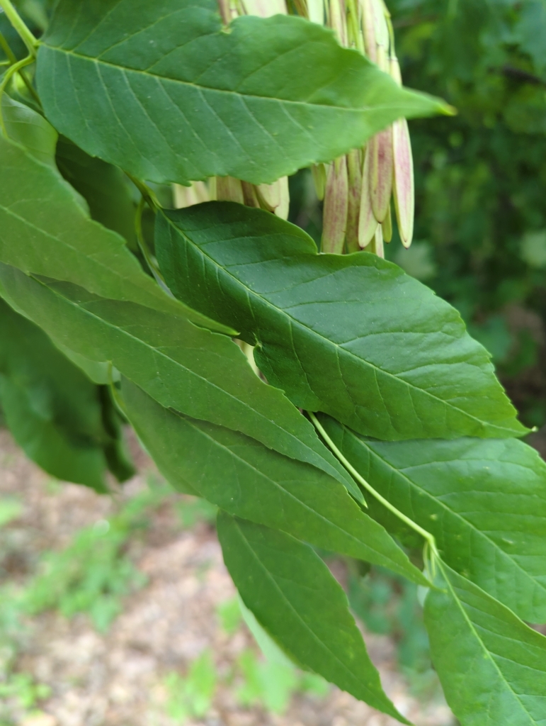 white ash from Blue Lake Township, MI on June 16, 2024 by Isaac J ...