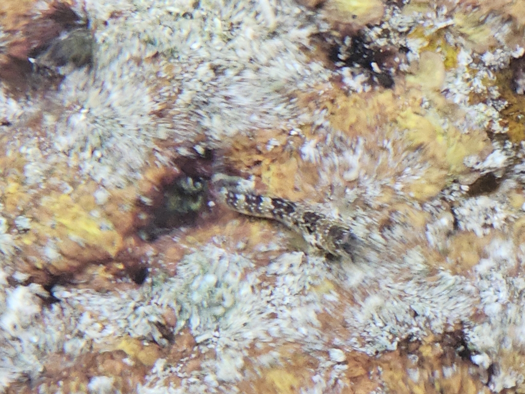 Entomacrodus from Barbados on June 16, 2024 at 03:13 PM by Matthew ...