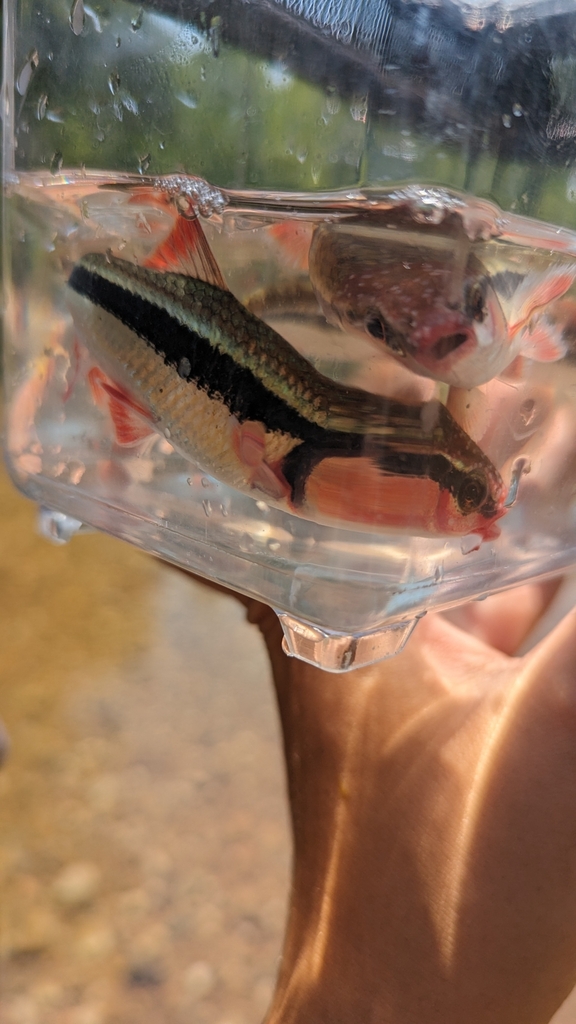 Bleeding Shiner from Cole Township, MO, USA on June 16, 2024 at 01:35 ...