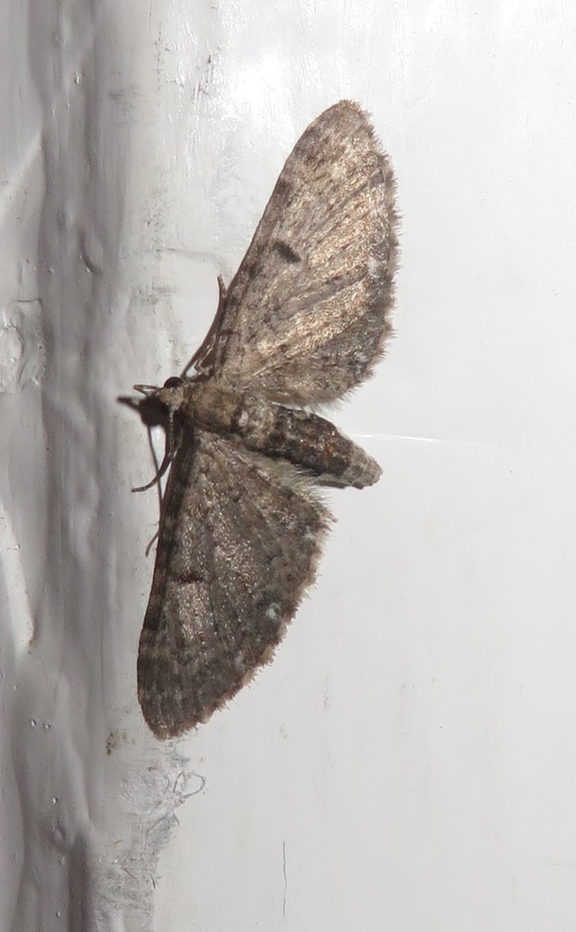 Common Eupithecia Moth from Williston Park, NY, USA on June 13, 2024 at ...