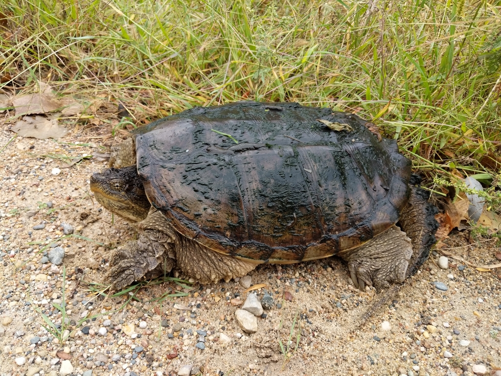 Common Snapping Turtle from 13512 County Rd 119, Wells, MN 56097, USA ...