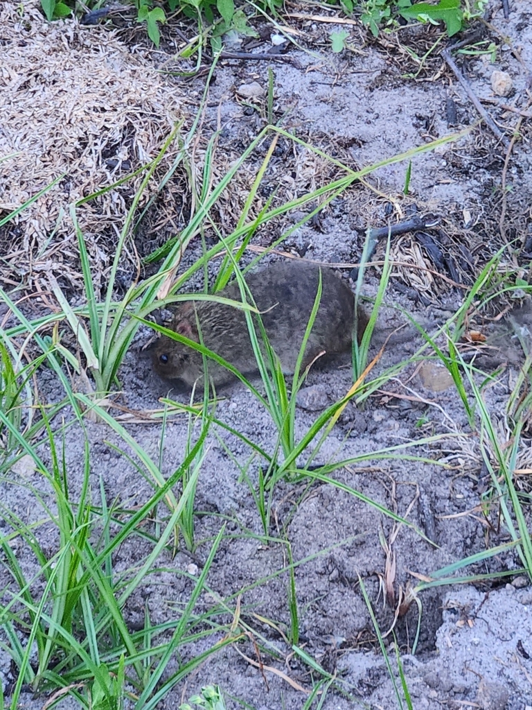 Hamsters, Voles, Lemmings, and Allies from Gainesville, FL 32641, USA ...