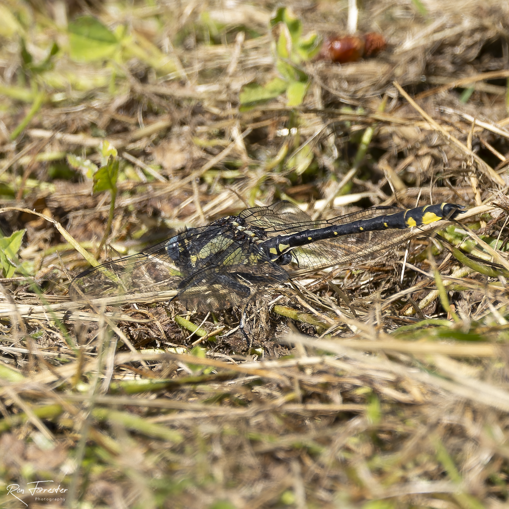 Pacific Clubtail from Reedsport, OR 97467, USA on June 15, 2024 at 07: ...
