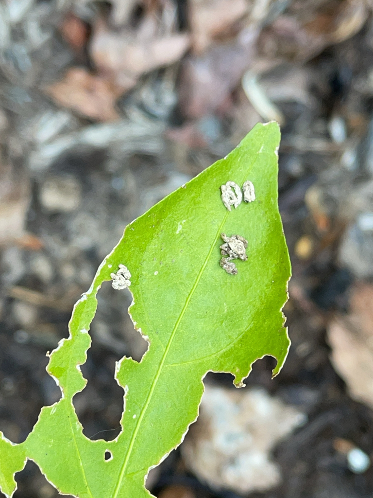 Insects from Annandale on June 16, 2024 at 05:53 PM by Janet Wainwright ...