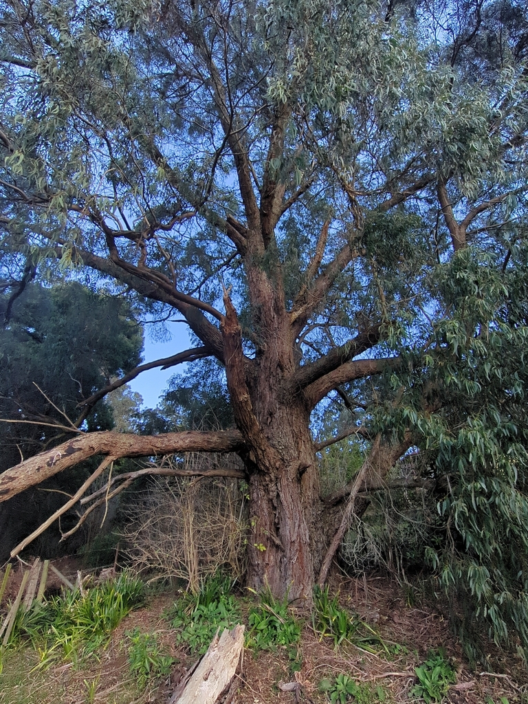 Camden woolybutt from Cardinia - North, AU-VI, AU on June 17, 2024 at ...