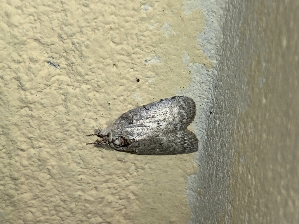Butterflies and Moths from East Sikkim, IN-SK, IN on June 16, 2024 at ...