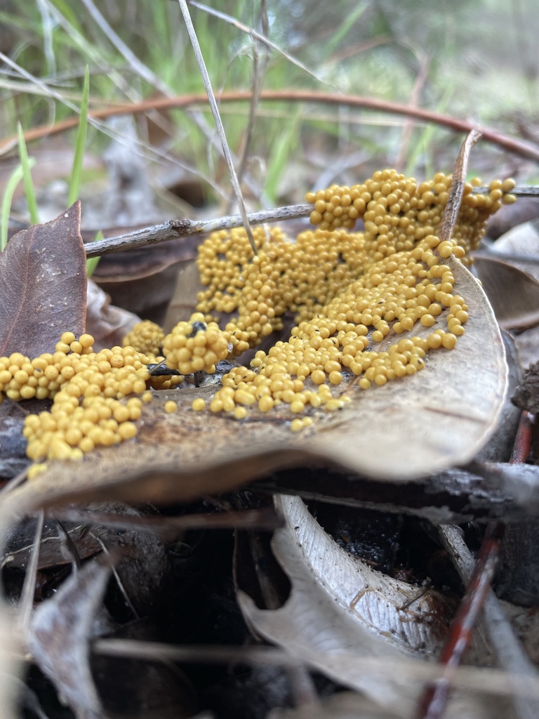 insect-egg slime from Emma Treeby Reserve, Banjup, WA, AU on August 12 ...