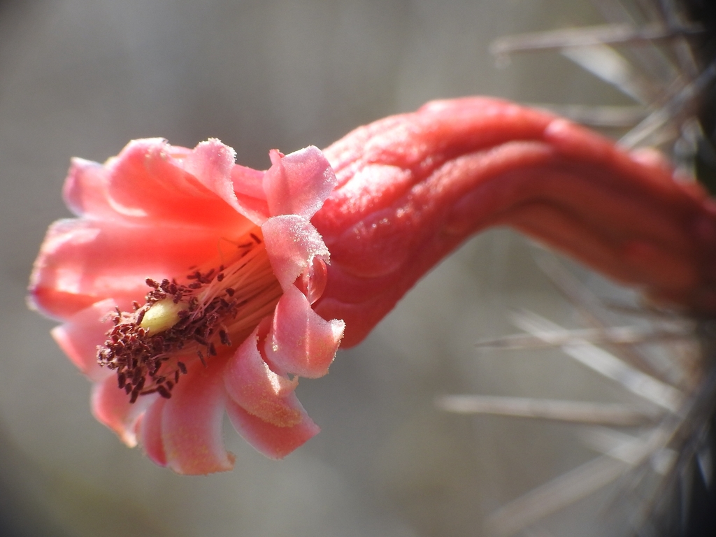 Octopus Cactus in June 2024 by Sergio Escutia · iNaturalist