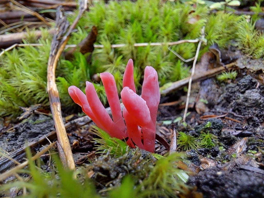 Flame fungus from Kawakawa Bay 2585, New Zealand on June 17, 2024 at 03 ...