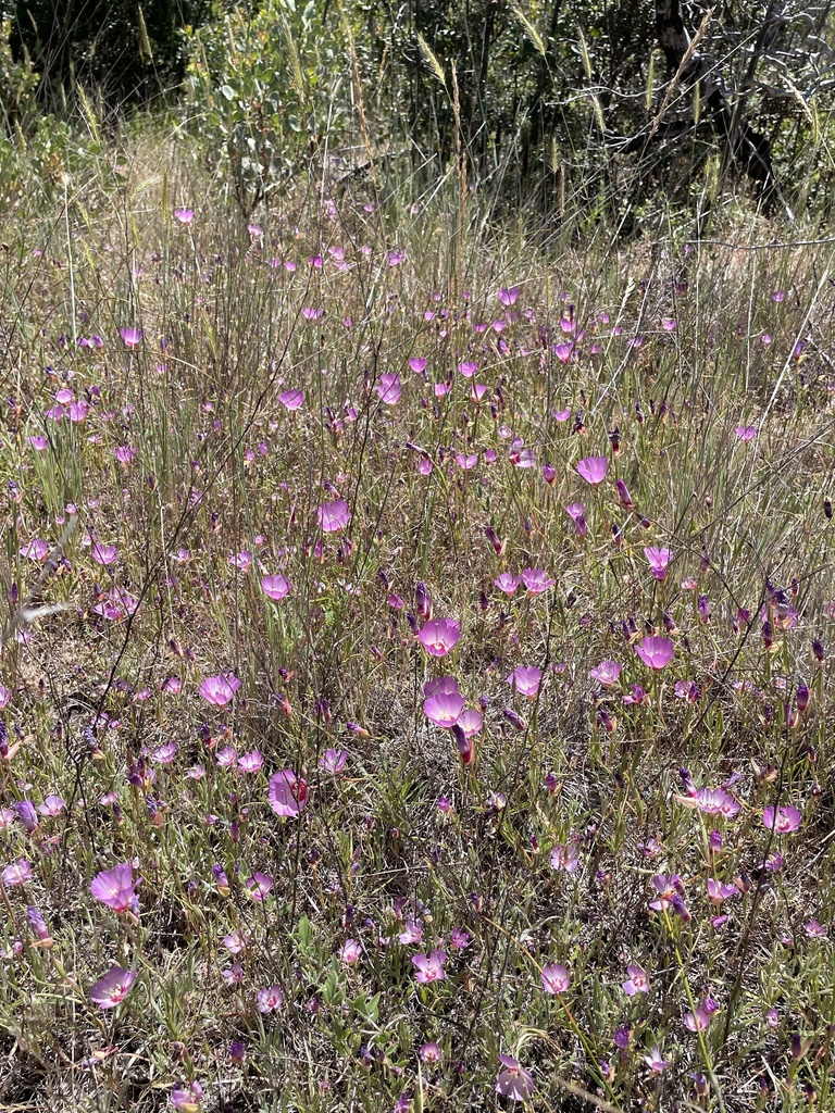 tracy's clarkia in June 2024 by Paul Aigner · iNaturalist