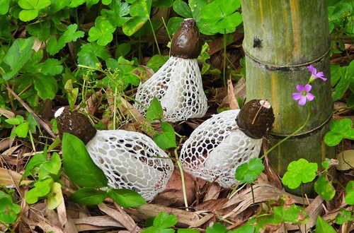 Phallus rubrovolvatus · NaturaLista Colombia