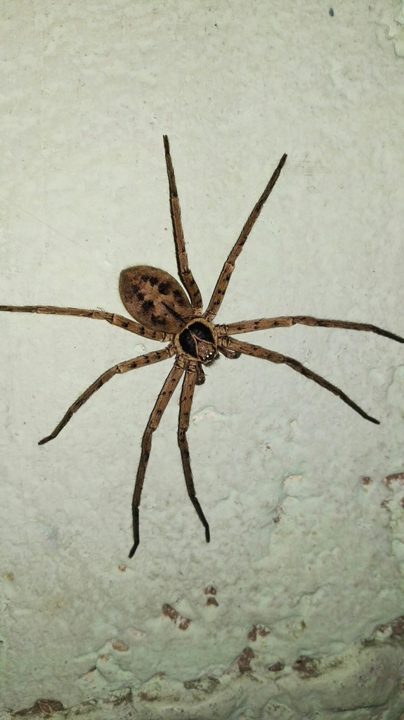 Pantropical Huntsman Spider from Neiva, Huila, Colombia on May 21, 2019 ...