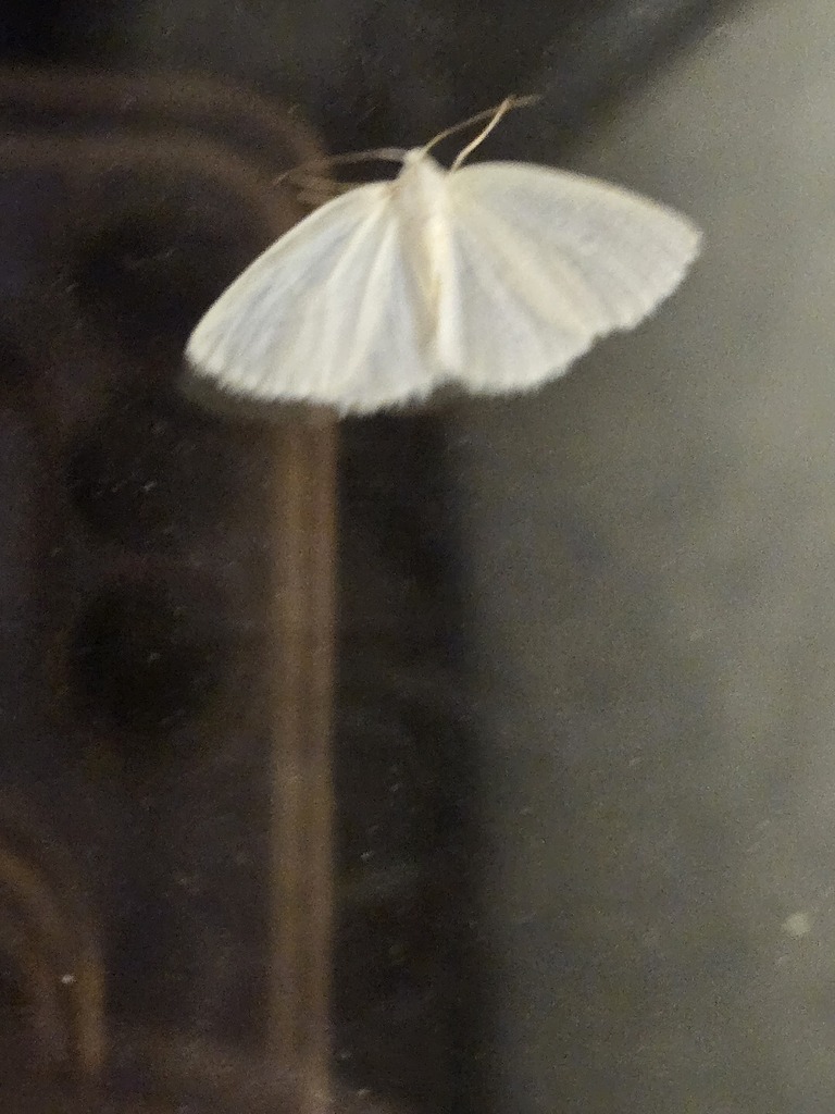 White Spring Moth from Dolbeau-Mistassini, QC, Canada on June 17, 2024 ...