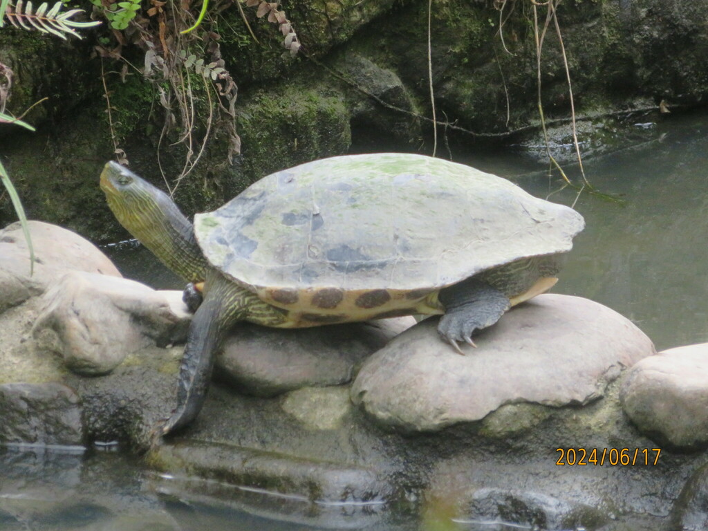 Common thread turtle from 客家文化園區 on June 17, 2024 at 03:54 PM by 蚯蚓_游 ...