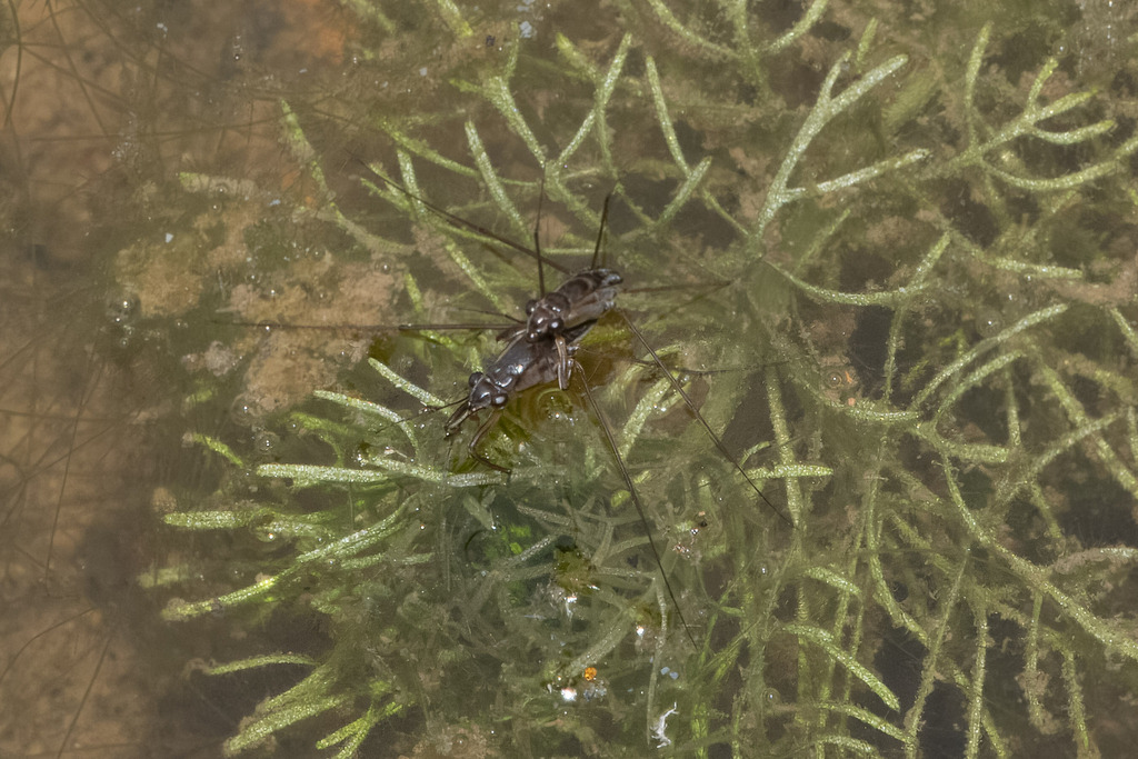 Neogerris from Lim Chu Kang, Singapore on June 15, 2024 at 02:50 PM by ...