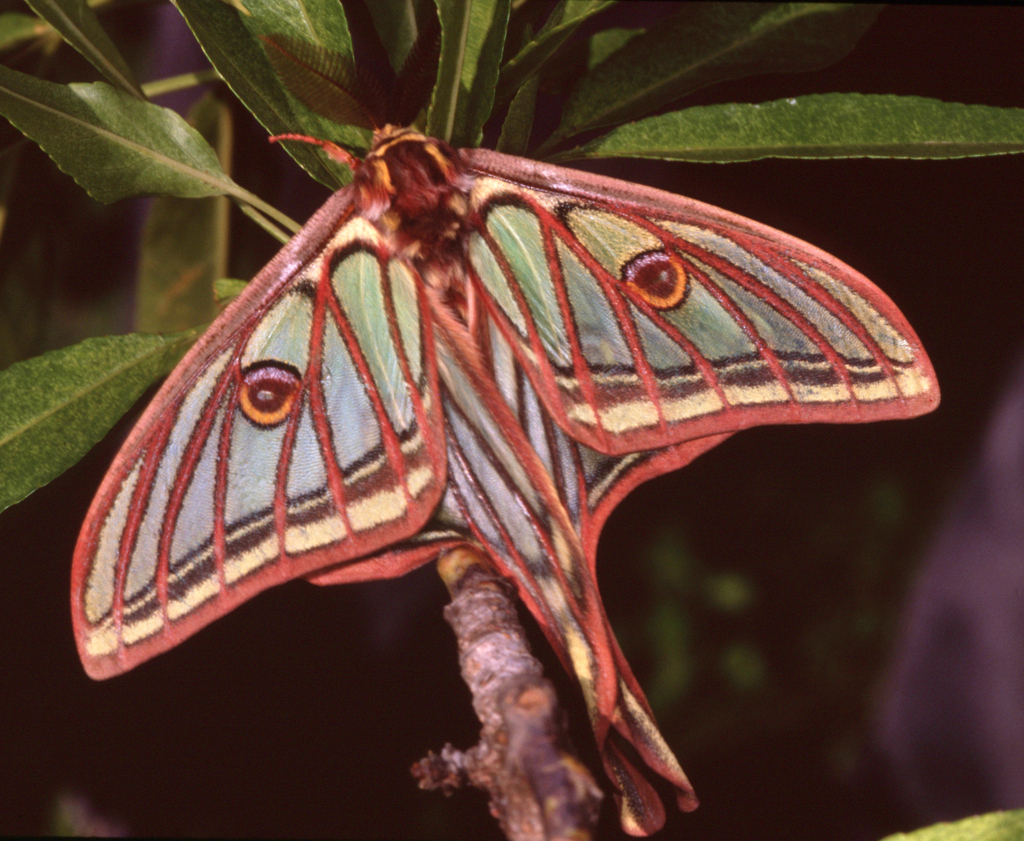 Spanish Moon Moth from Girona, España on July 12, 1996 at 01:09 PM by ...