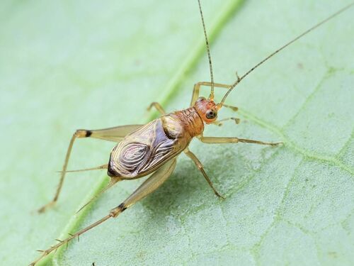 chongxuanzi's Identifications · iNaturalist