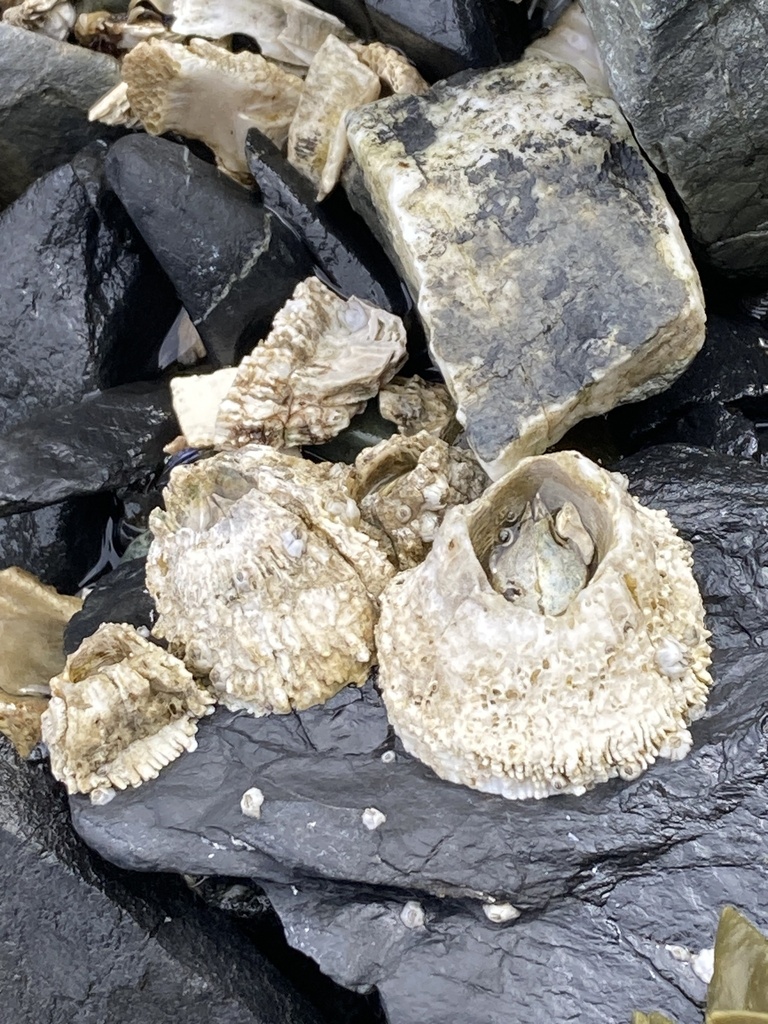 Thatched Barnacle from Northwest Pass, Samish TDSA, WA, US on June 16 ...