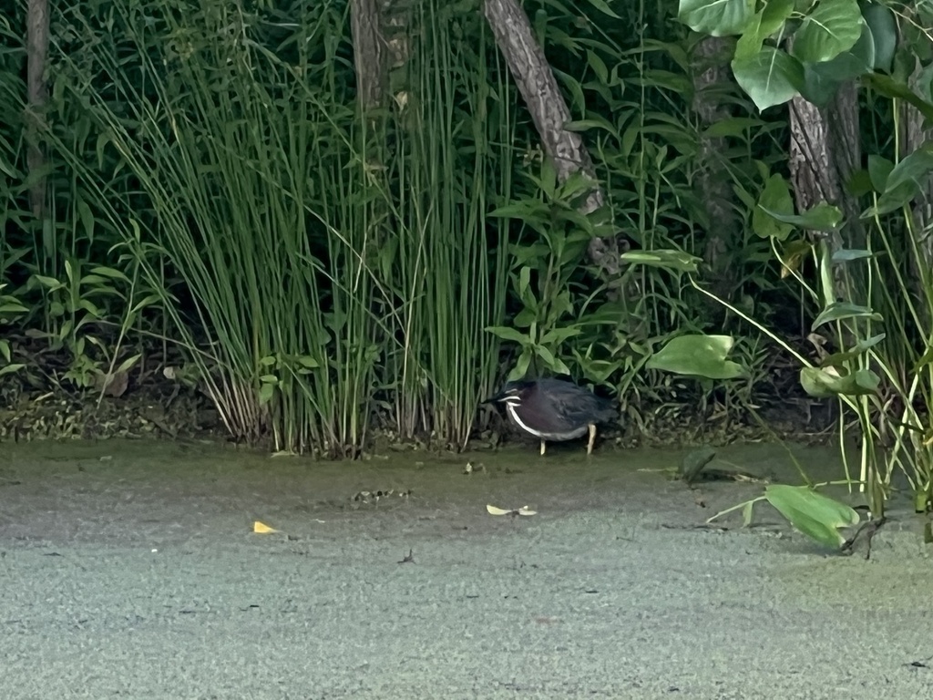 Green Heron from Kemp Mill Park, Silver Spring, MD, US on June 16, 2024 ...
