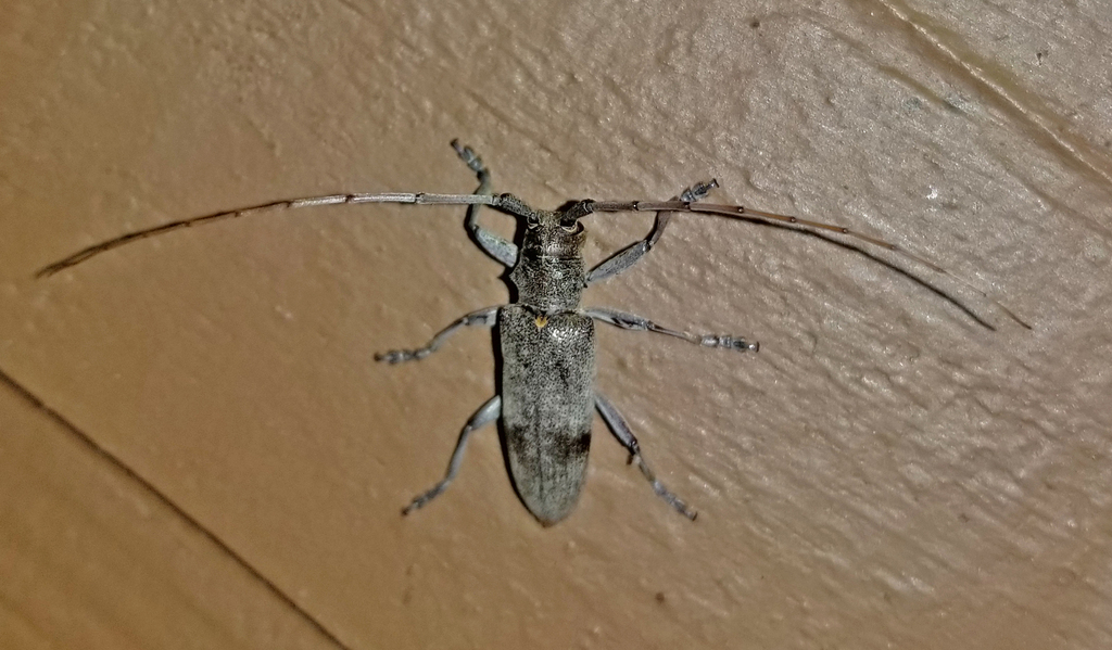 Living Beech Borer from Fentress County, TN, USA on June 16, 2024 at 09 ...