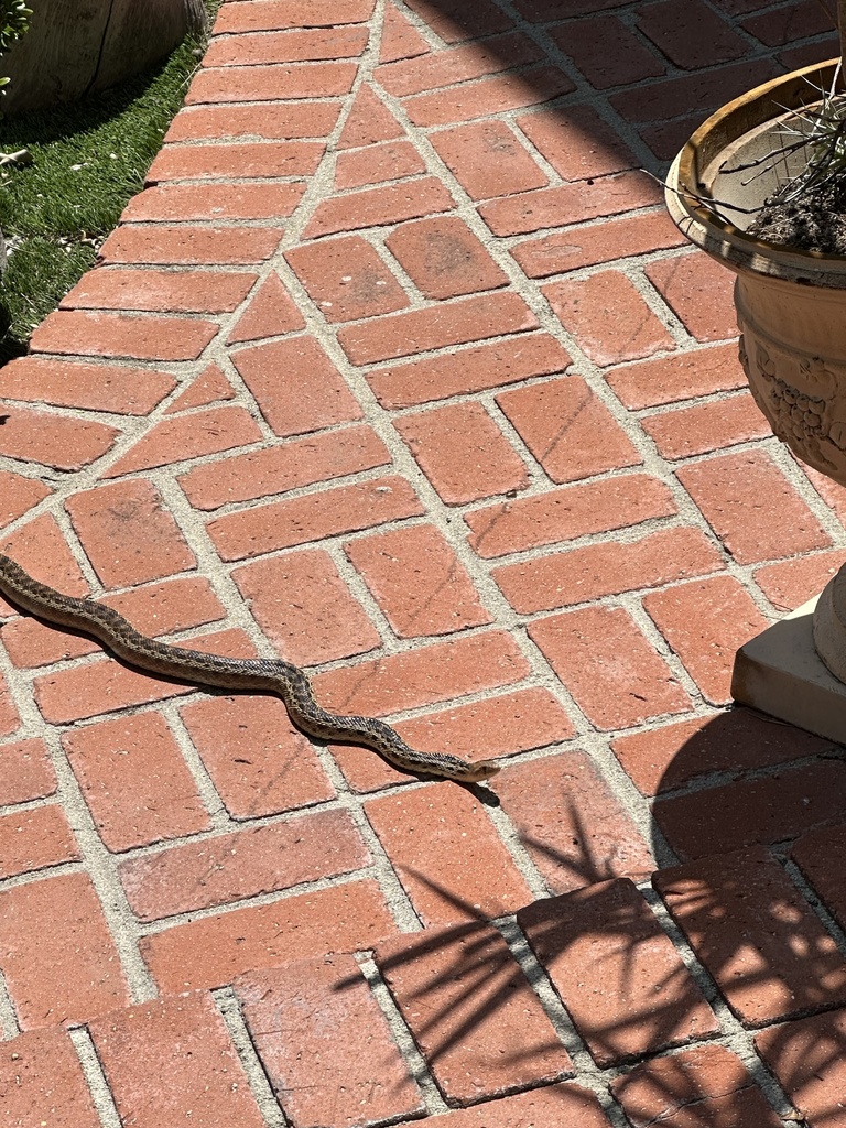 Gopher Snake from Greenwald Ln, Santa Ana, CA, US on June 4, 2024 at 02 ...
