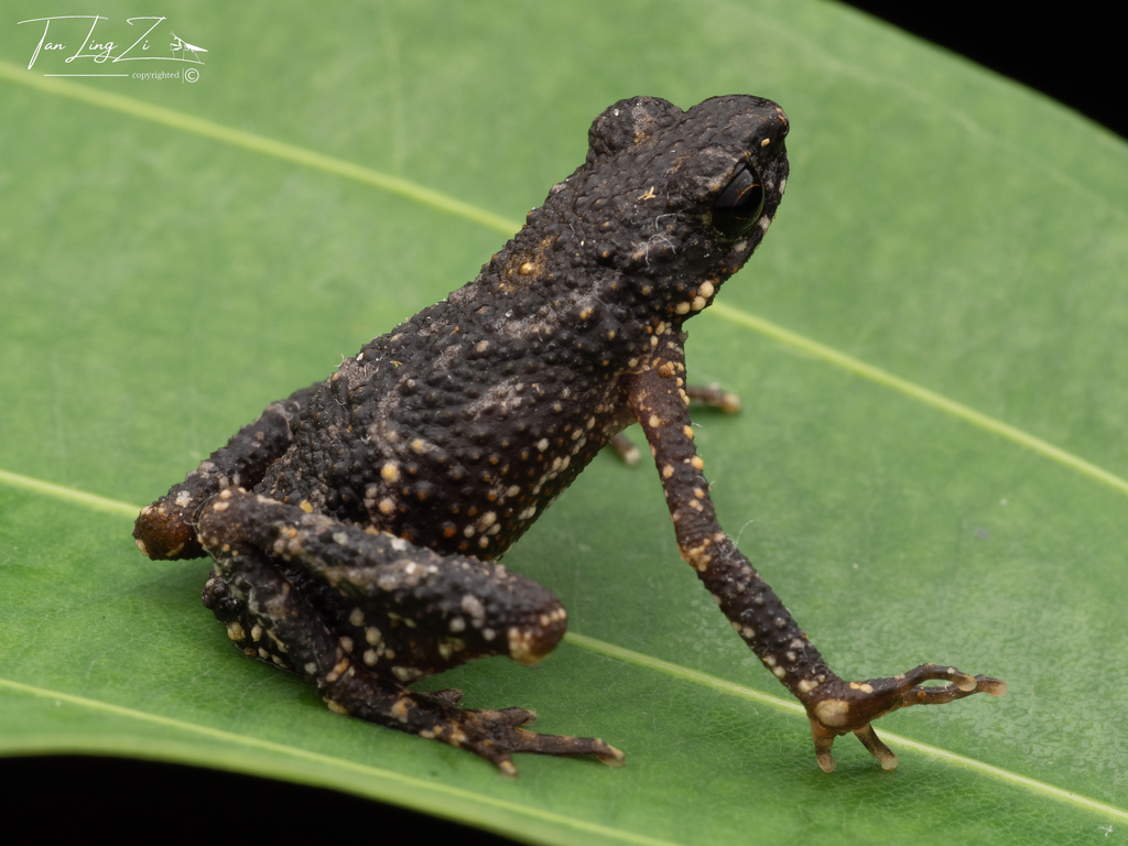 Precious Stream Toad in June 2024 by Lz____Tan · iNaturalist